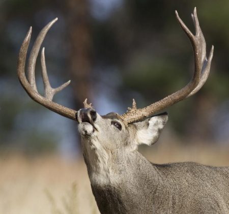 Mule Deer Facts | Anatomy, Diet, Feeding Behavior - Animals Time