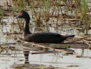 Muscovy Duck Facts | Anatomy, Diet, Habitat, Behavior - Animals Time