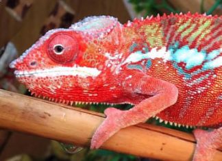 Chameleon Facts For Kids | Chameleon Habitat & Diet