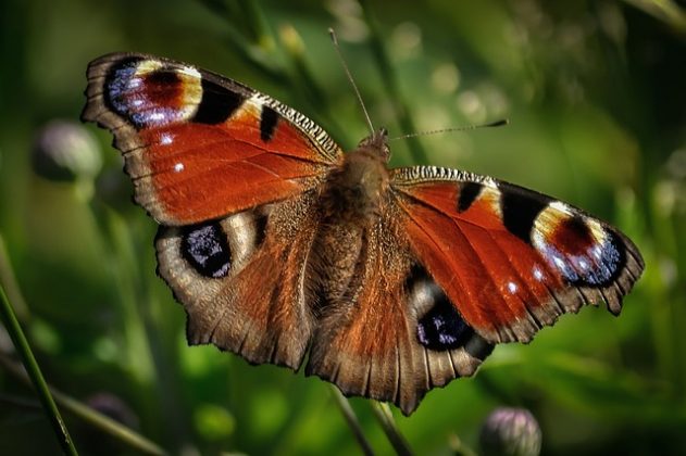 Butterfly Facts For Kids | Butterfly Habitat & Diet
