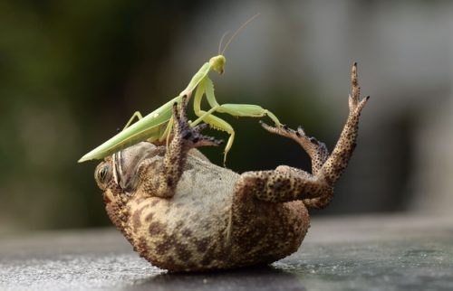 What Do Praying Mantis Eat | Praying Mantis Diet - Animals Time