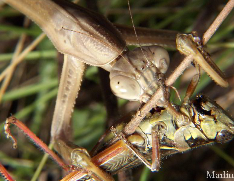 What Do Praying Mantis Eat Praying Mantis Diet Animals Time What Do Praying Mantis Eat Praying Mantis Diet Animals Time
