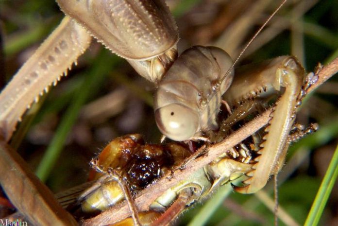 What Do Praying Mantis Eat | Praying Mantis Diet - Animals Time