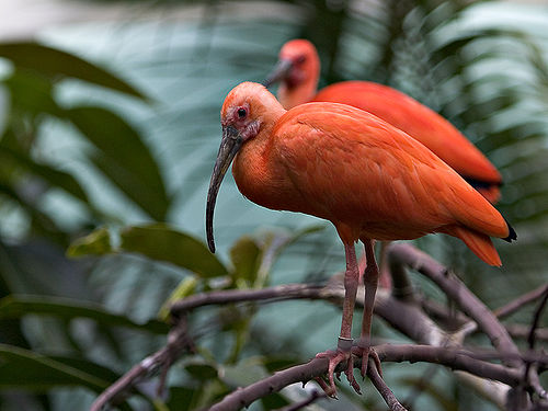 Scarlet Ibis Facts | Anatomy, Diet, Habitat, Behavior - Animals Time