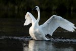 Trumpeter Swan Facts | Anatomy, Diet, Habitat, Behavior - Animals Time