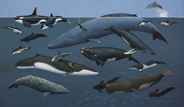 Cetaceans - Animals Time