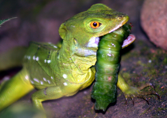 Basilisk Lizard Facts | Anatomy, Diet, Habitat, Behavior