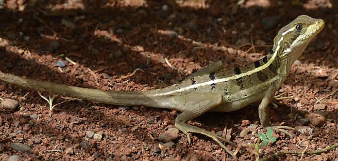 Basilisk Lizard Facts | Anatomy, Diet, Habitat, Behavior
