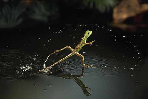 Basilisk Lizard Facts | Anatomy, Diet, Habitat, Behavior