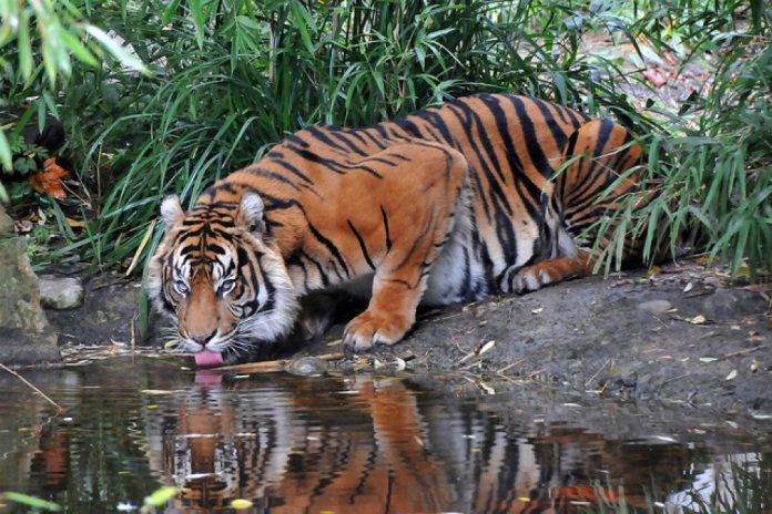 Where Do Tigers Live | Tigers Habitat and Range