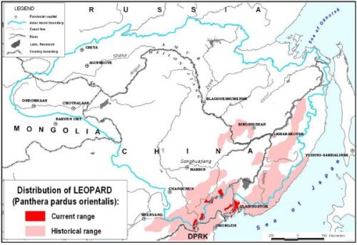 Amur Leopard Habitat - Where do Amur Leopards Live