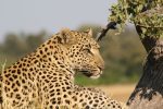 Leopard Facts for Kids - Know Everything about Leopards, Diet, Habitat