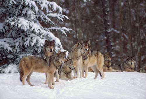 Eurasian Wolf Facts | Most Powerful Wolf Species