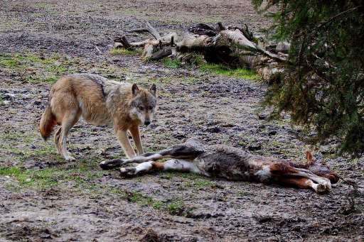 Eurasian Wolf Facts | Most Powerful Wolf Species