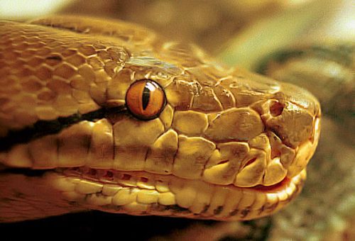 Diamond Python Facts | Anatomy, Diet, Habitat, Behavior - Animals Time