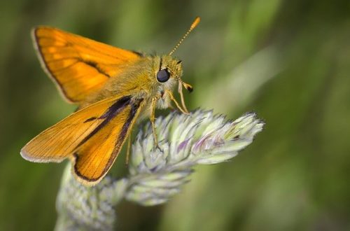Moths Facts | Anatomy, Diet, Habitat, Lifecycle - Animals Time