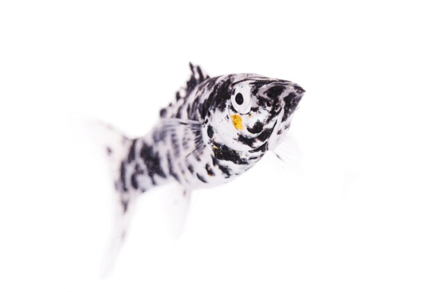 Common and beautiful Molly Fish Varieties - Animals Time