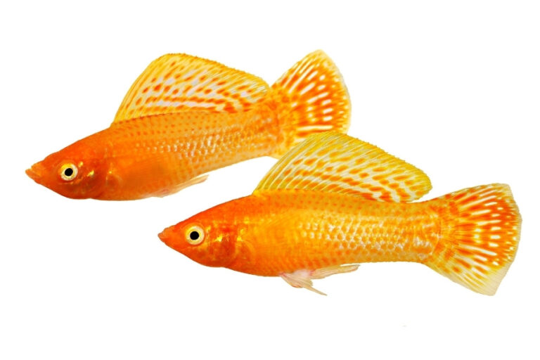 Common and beautiful Molly Fish Varieties - Animals Time