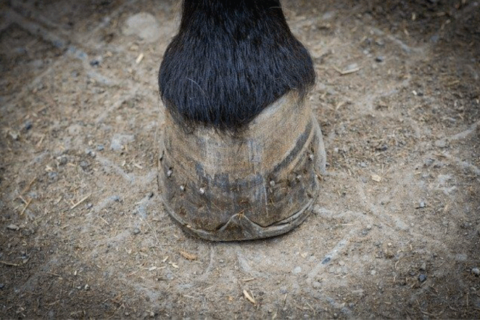 Is Founder And Laminitis The Same In Horses - Animals Time