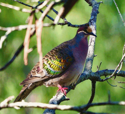 8 Poisonous Birds You Should Know About - Animals Time