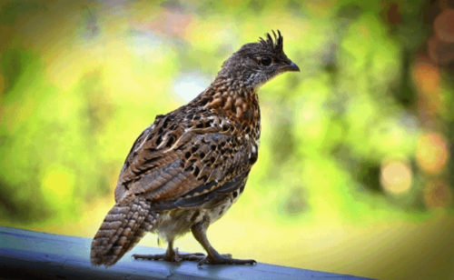 8 Poisonous Birds You Should Know About - Animals Time