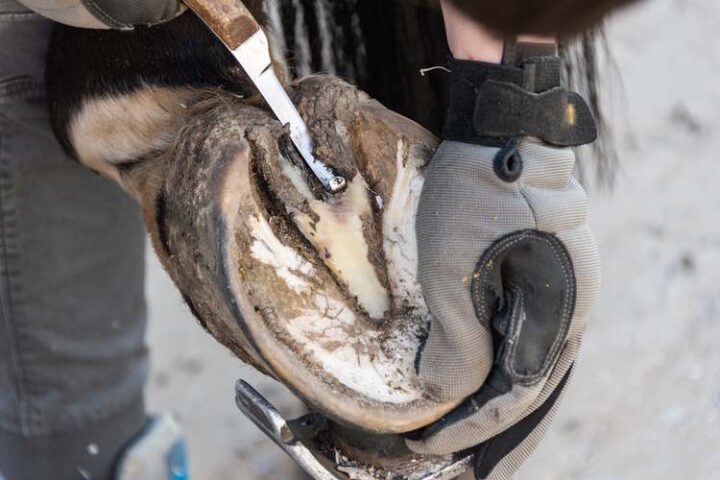 5 Hoof Care Basics Equine Owners Should Know - Animals Time
