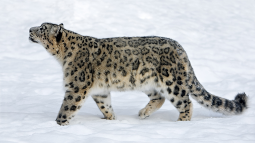 Snow Leopards in Ladakh: Guardians of the High Himalayas - Animals Time